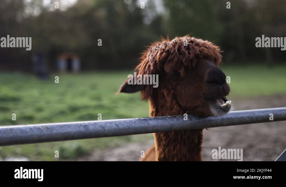 Alpaca teeth Stock Videos & Footage - HD and 4K Video Clips - Alamy