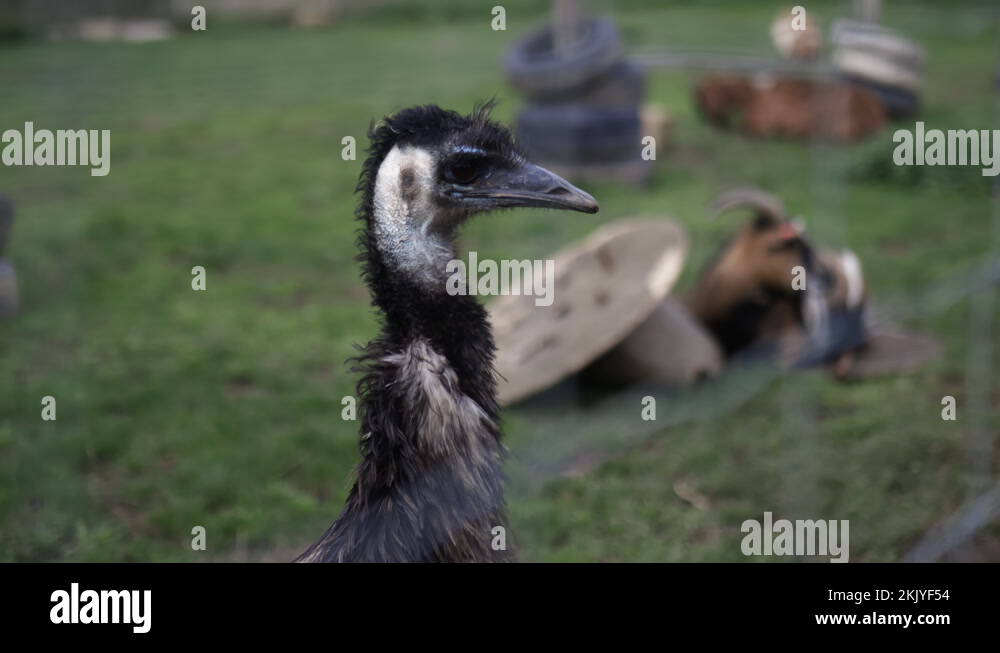 Head view of emu Stock Videos & Footage - HD and 4K Video Clips - Alamy