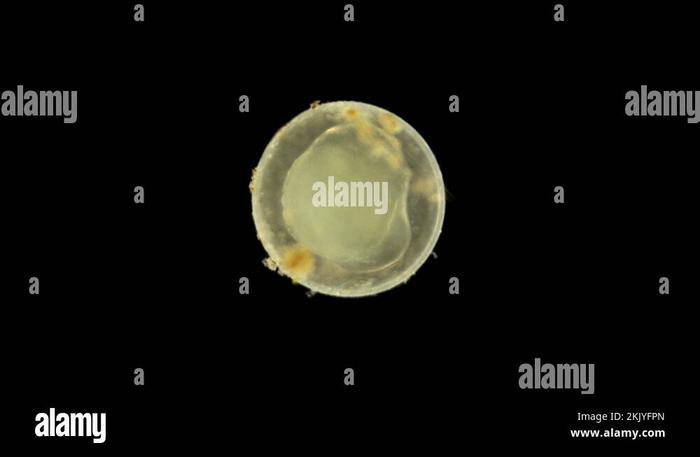 Microscope fish Stock Videos & Footage - HD and 4K Video Clips - Alamy