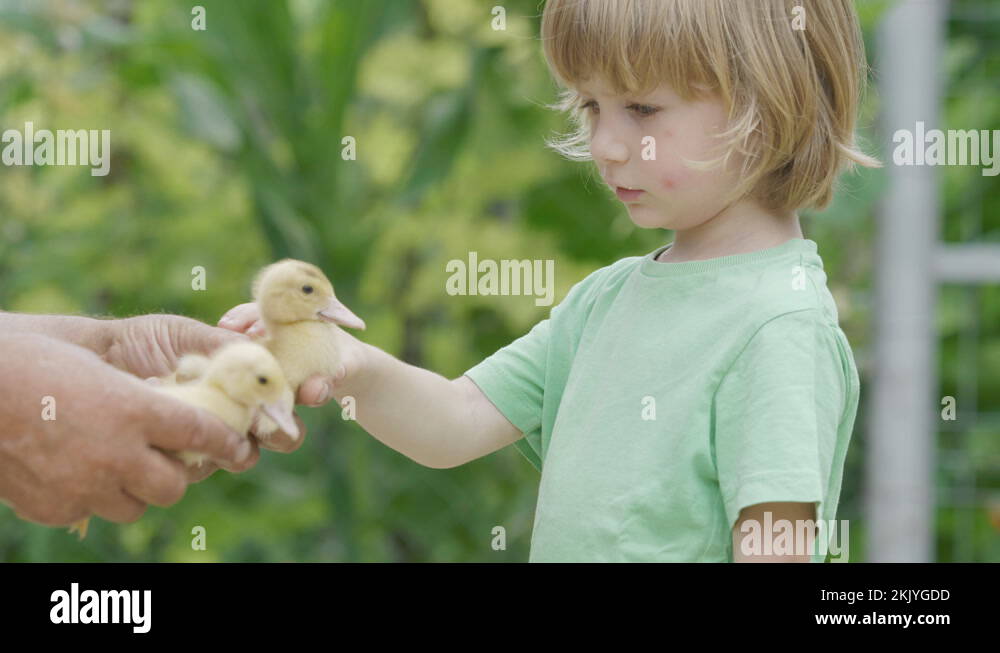 Child holding baby bird Stock Videos & Footage - HD and 4K Video Clips ...