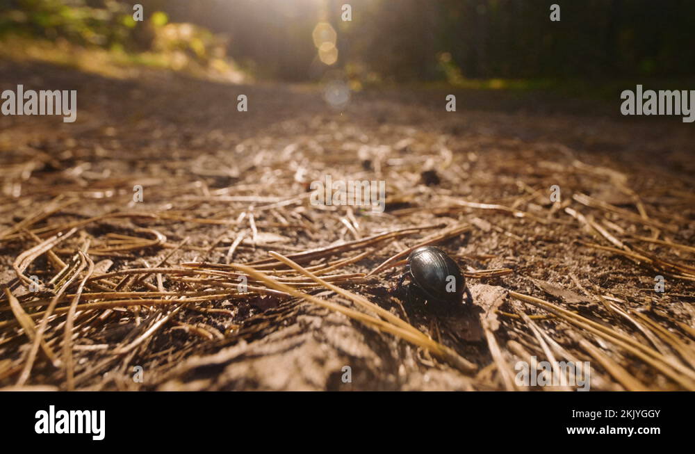 Close-up of an earth-boring dung beetle Geotrupidae on the forest floor ...