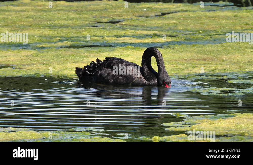 Aquatic swan Stock Videos & Footage - HD and 4K Video Clips - Alamy