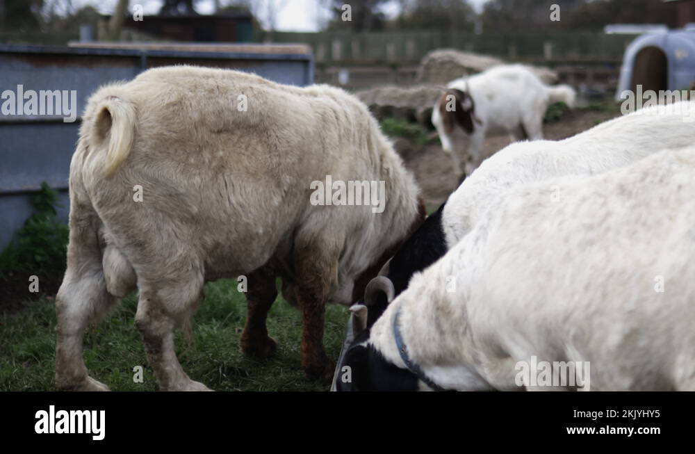 Sheep grain feed uk Stock Videos & Footage - HD and 4K Video Clips - Alamy