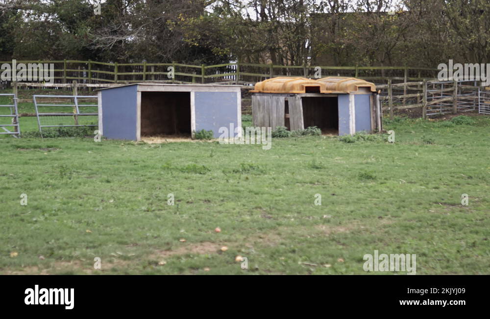Sheep muddy field Stock Videos & Footage - HD and 4K Video Clips - Alamy