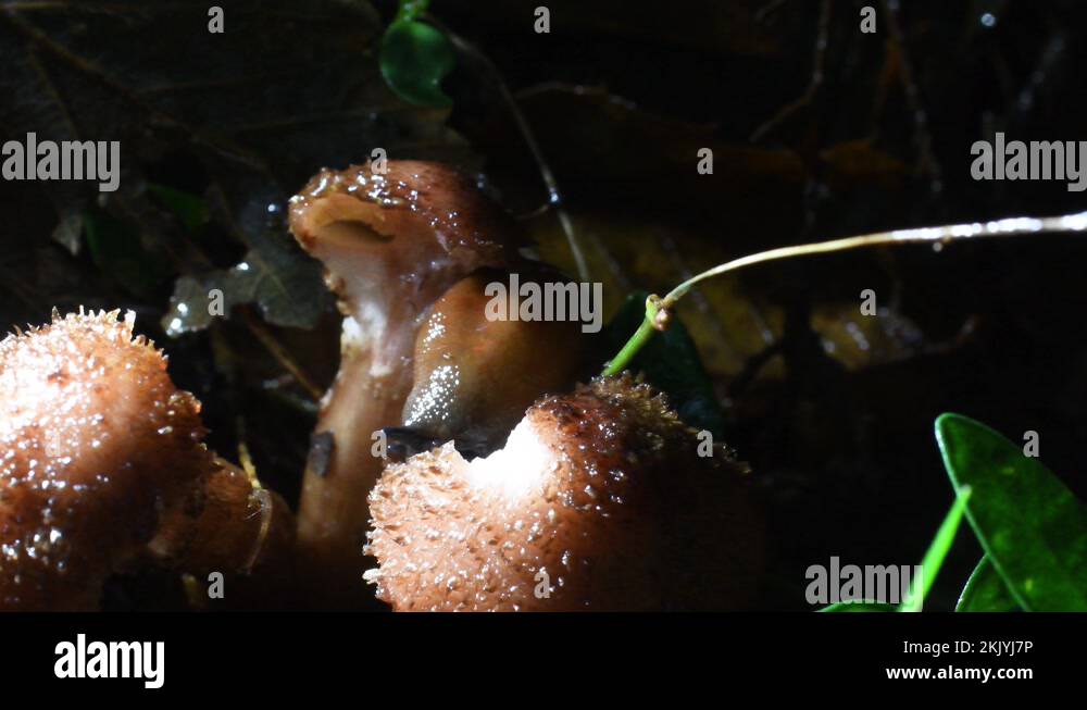 slug is eating mushroom, , Arionidae, it's raining, radula, Gasteropoda ...
