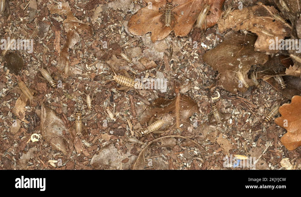 Homes of insects Stock Videos & Footage - HD and 4K Video Clips - Alamy