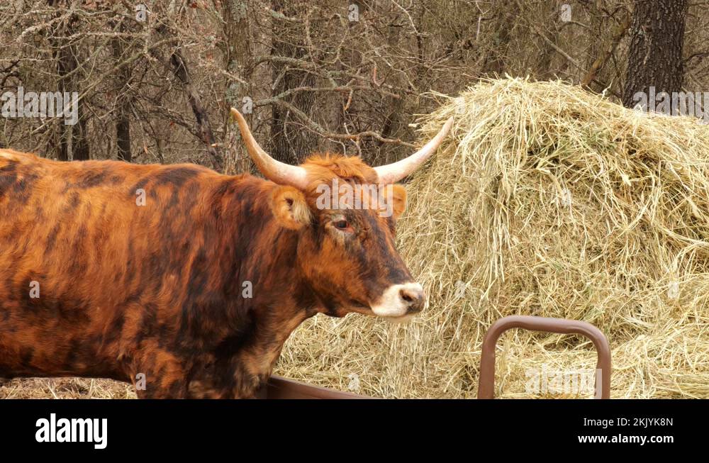 Texas Longhorn beef cow, eating hay at feeding station in a pasture ...
