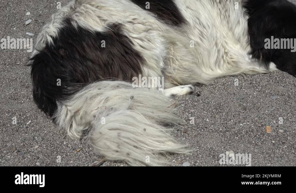 Tangled beach Stock Videos & Footage - HD and 4K Video Clips - Alamy