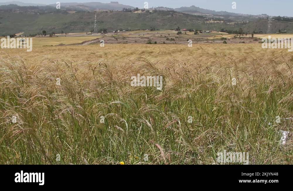 Teff ethiopia Stock Videos & Footage - HD and 4K Video Clips - Alamy
