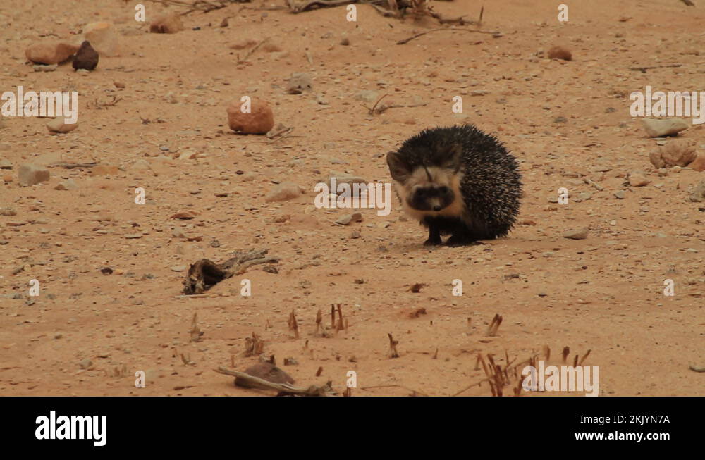 Desert hedgehog (Paraechinus aethiopicus) runing in the desert Stock ...