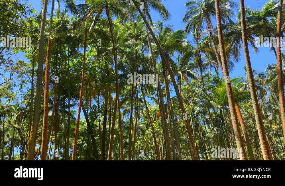 Anse des Cascades palm trees in Sainte-Rose on Reunion Island Stock ...