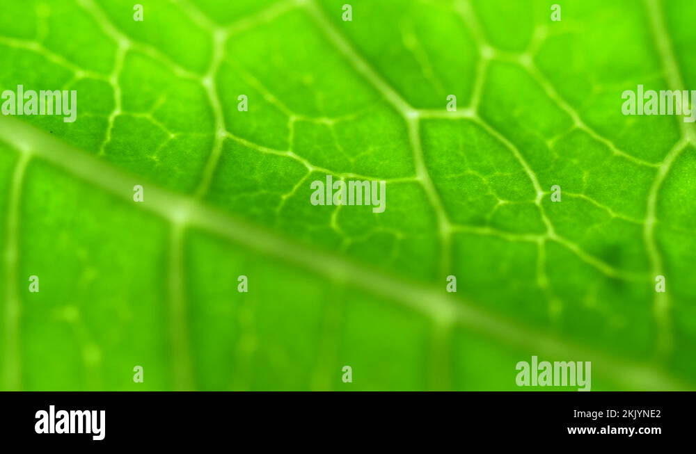 Cell Structure View of Leaf Surface Showing Plant Cells For Education ...
