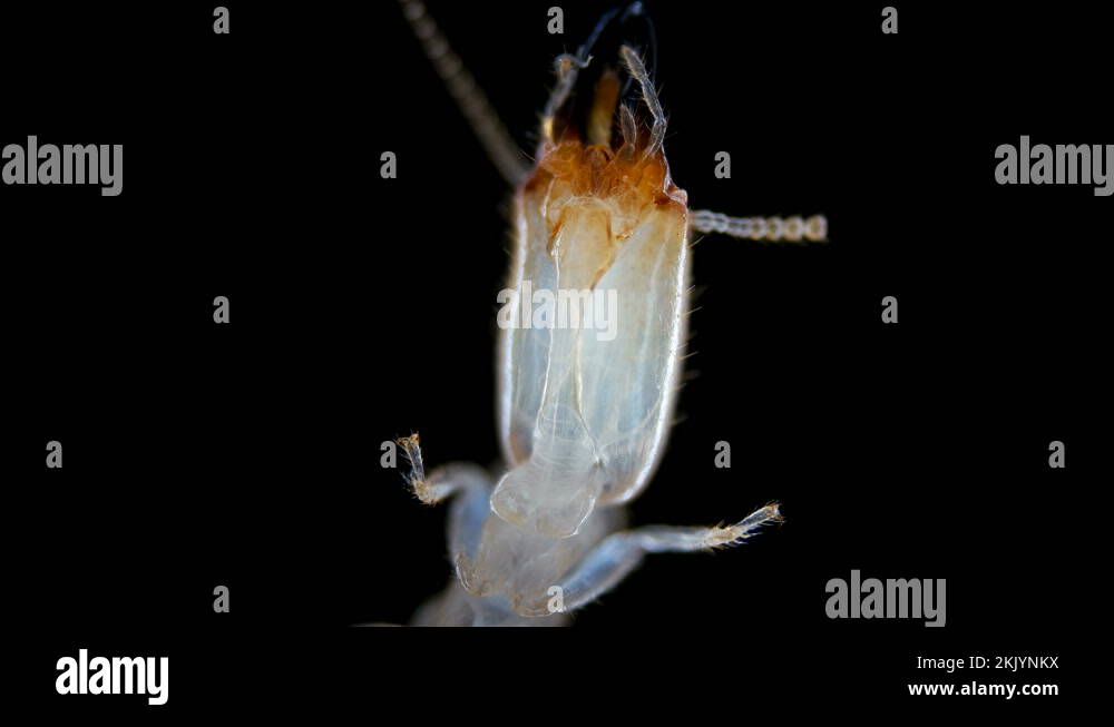 Isoptera Stock Videos & Footage - HD and 4K Video Clips - Alamy