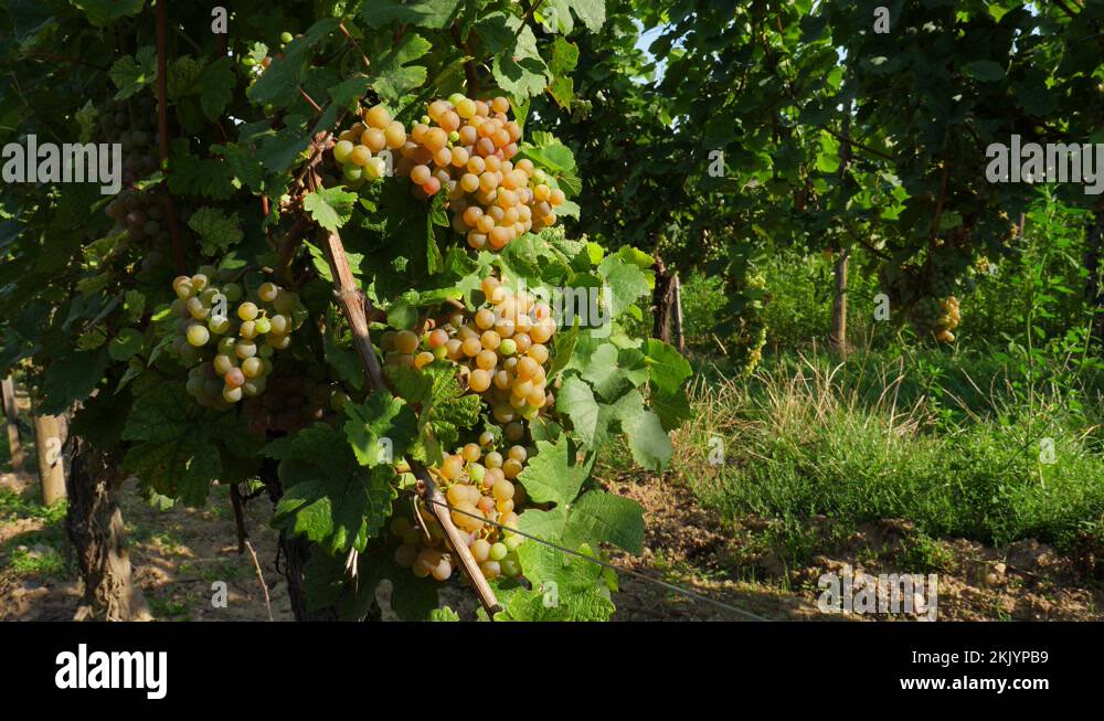 Clusters of white berries Stock Videos & Footage - HD and 4K Video ...