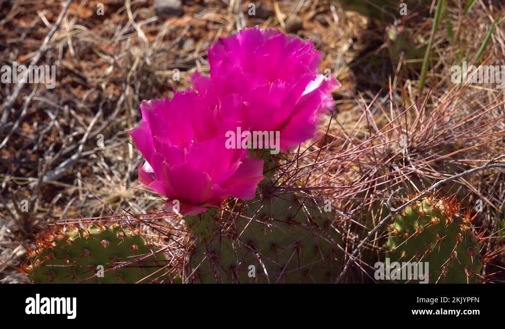 Flowering cactus plants, Pink flowers of Opuntia sp. (polyacantha) in ...