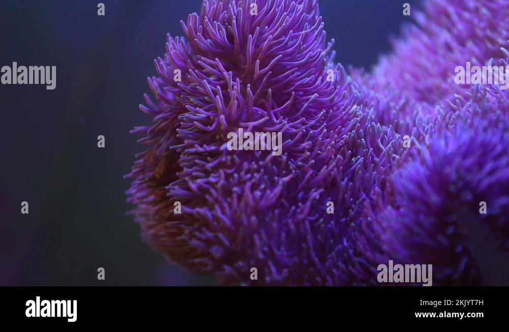Sea Anemone in a marine aquarium with Nemo fish Stock Video Footage - Alamy