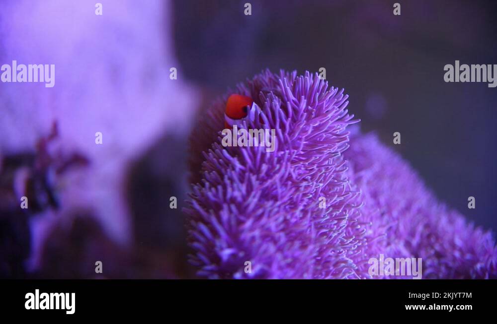 Sea Anemone in a marine aquarium with Nemo fish Stock Video Footage - Alamy