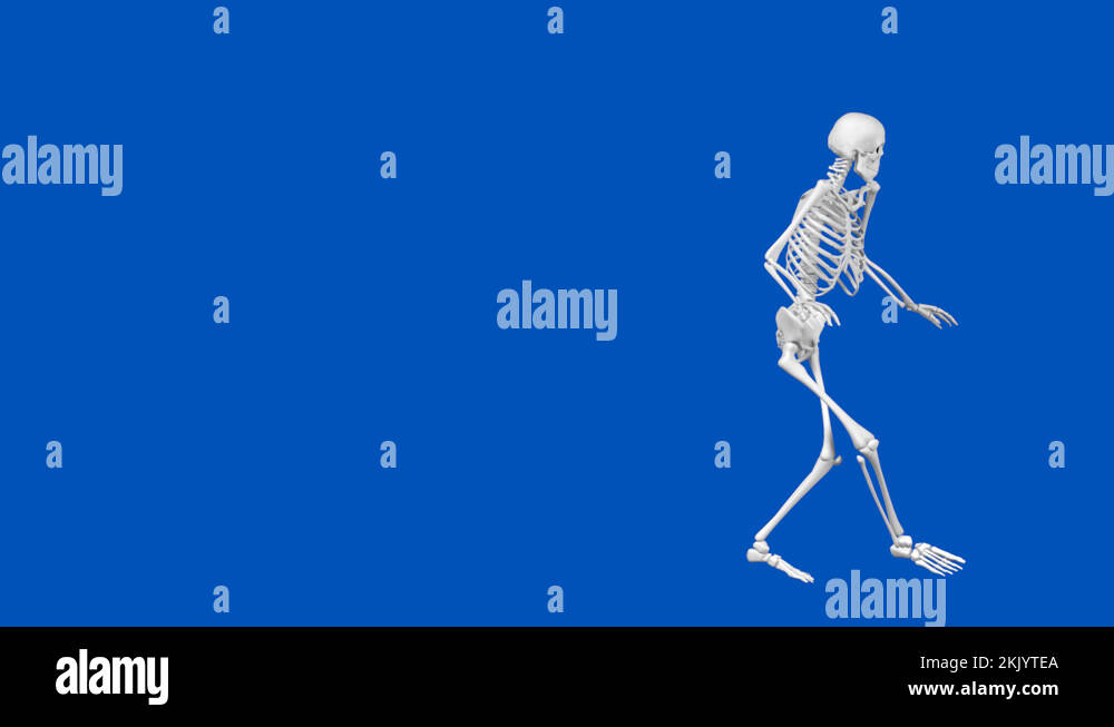 Skeleton illustration not artwork Stock Videos & Footage - HD and 4K ...