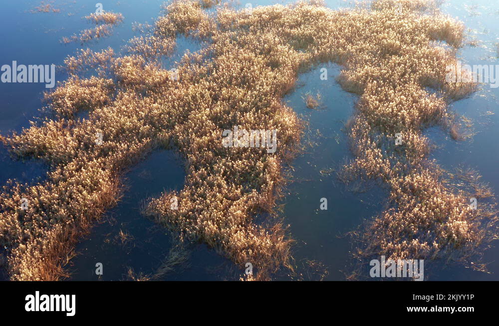 Wetland habitat loss Stock Videos & Footage - HD and 4K Video Clips - Alamy