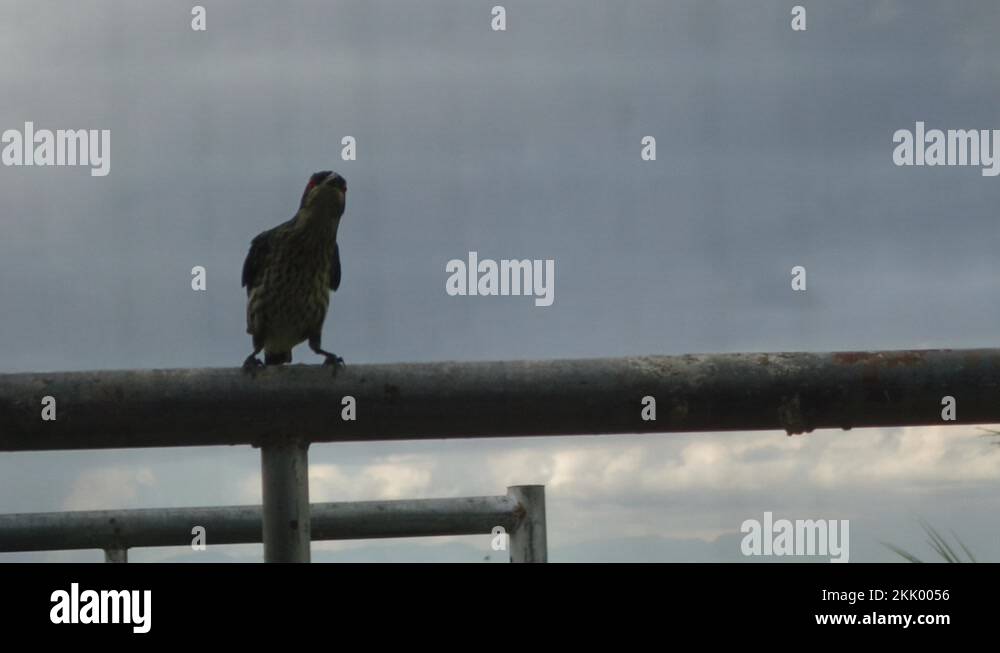 Birds metal rail Stock Videos & Footage - HD and 4K Video Clips - Alamy