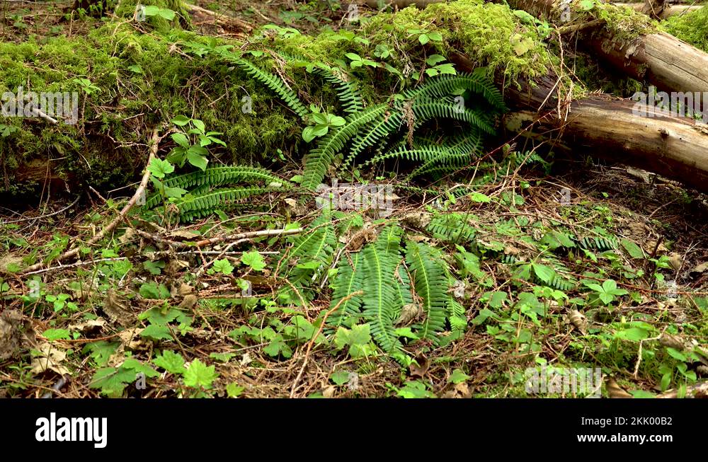 Plants for damp Stock Videos & Footage - HD and 4K Video Clips - Alamy