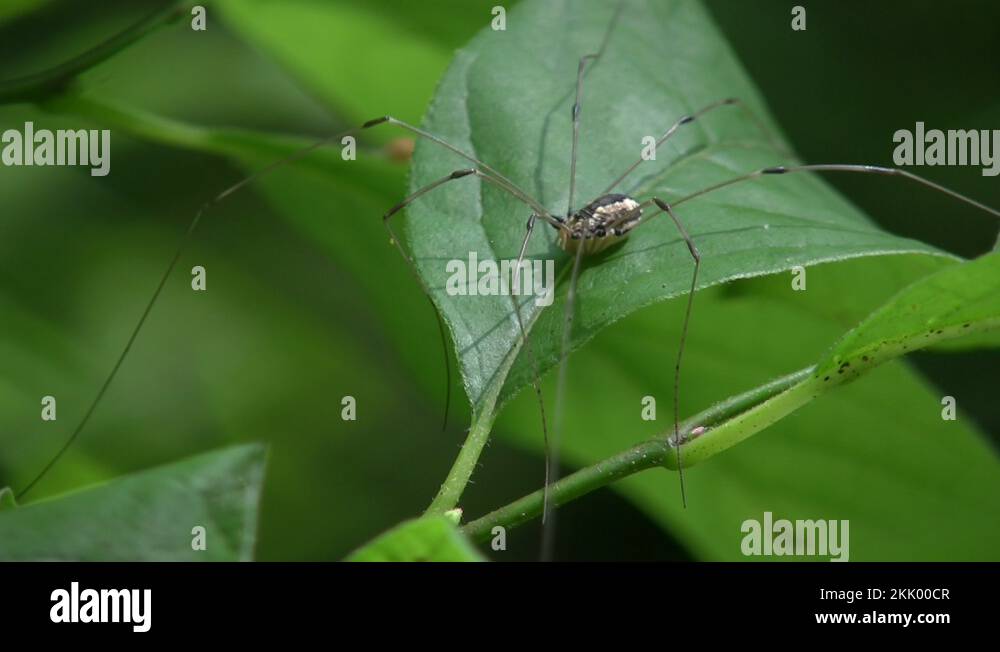 Daddy long leg Stock Videos & Footage - HD and 4K Video Clips - Alamy