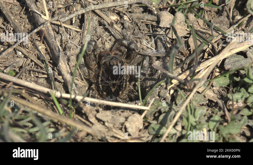 Burrowing wolf spider, large and furry, peeks out of its burrow ...