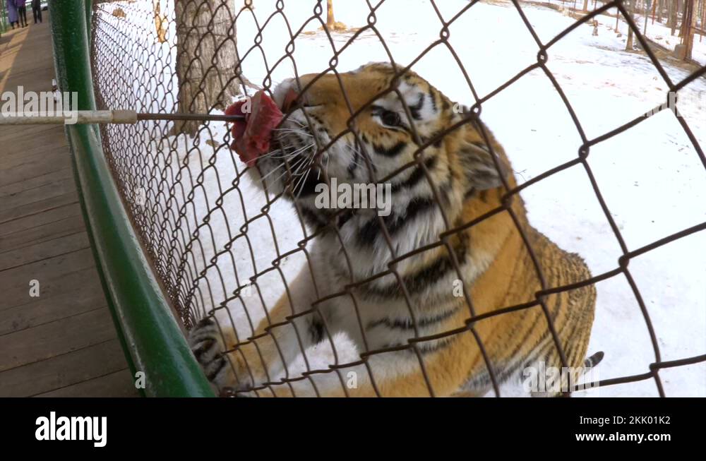 Siberian Tiger Close Up Eating Piece Of Meat Through Cage in Sanctuary ...
