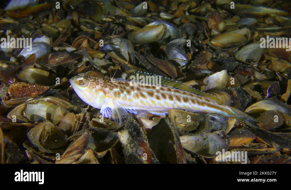 The noxious fish Greater weever unfolded its fins Stock Video Footage ...