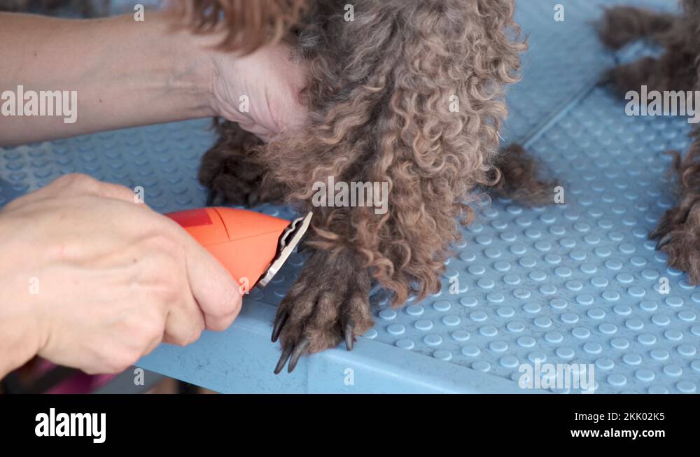 Close up groomer cuts hair off dog paw. Specialist taking care of pet ...