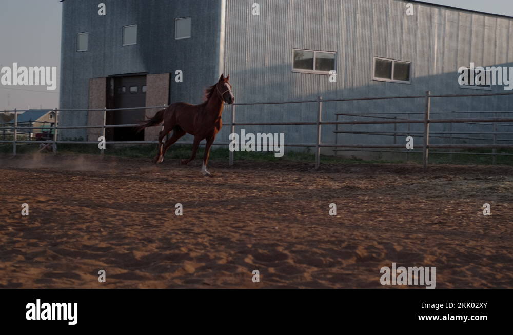 horse breeding and training for racing, stallion is running Stock Video ...