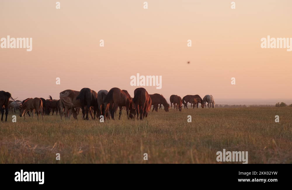 Animals on the sunset Stock Videos & Footage - HD and 4K Video Clips ...