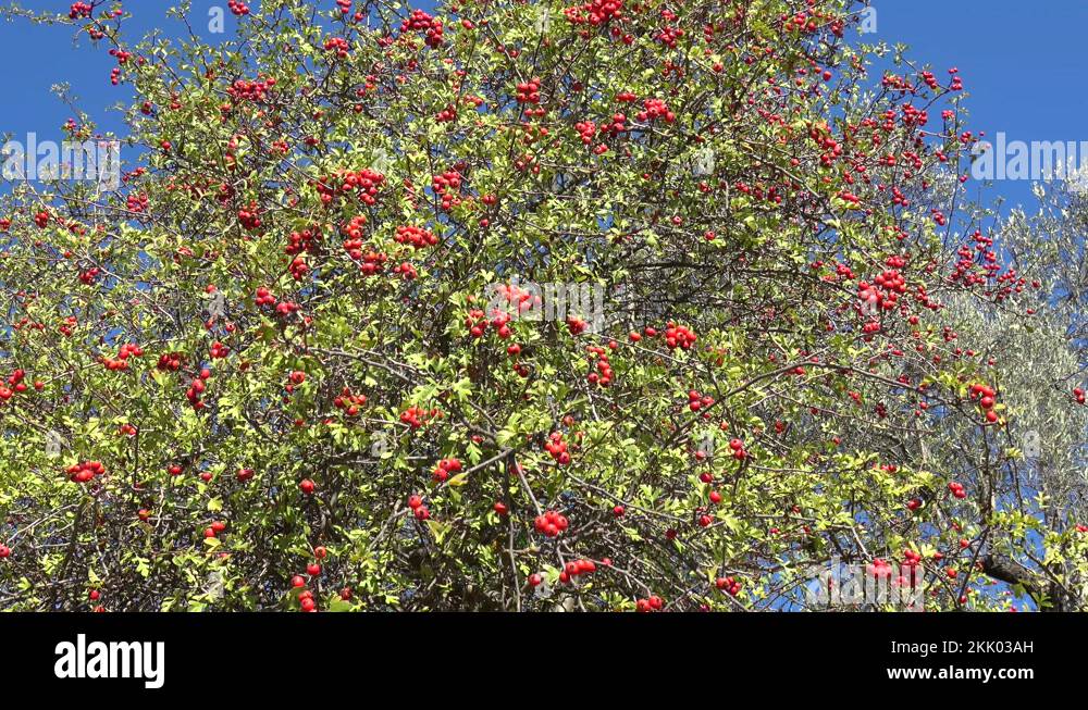 Hawthorn bush tree Stock Videos & Footage - HD and 4K Video Clips - Alamy