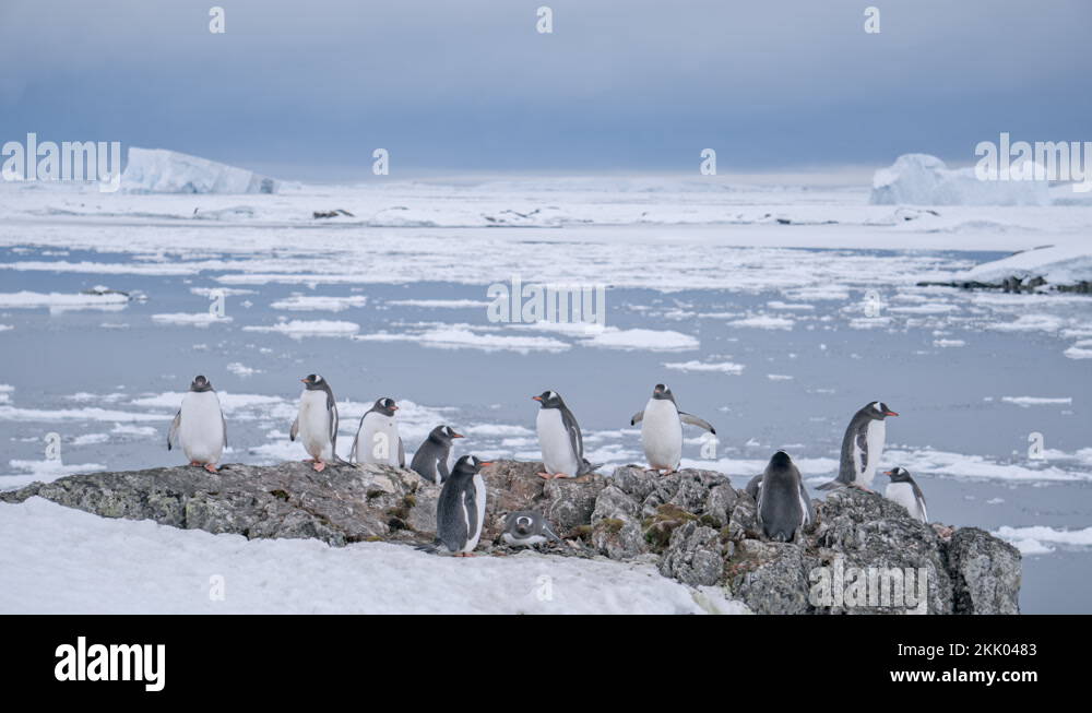 Wild animals antarctica Stock Videos & Footage - HD and 4K Video Clips ...