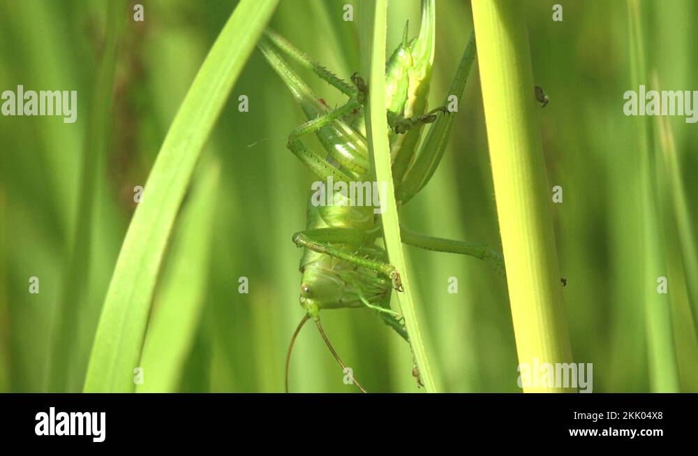 Young Great green bush-cricket, young nymph hiding in stalks of green ...