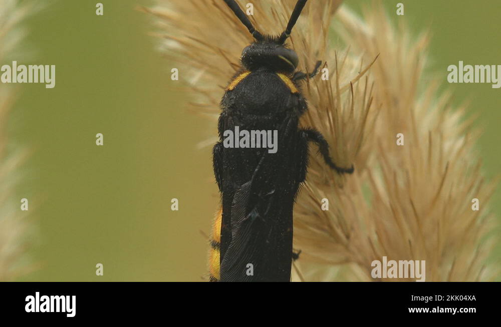 Cicada killer, Sphecius speciosus in family Crabronidae or cicada hawk ...