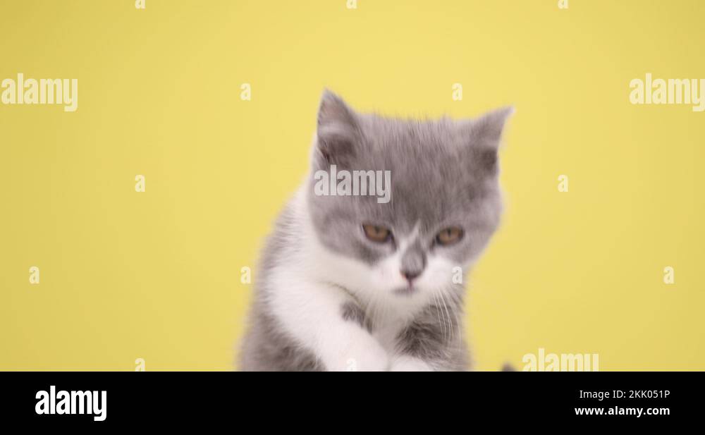 Cat paws up Stock Videos & Footage - HD and 4K Video Clips - Alamy
