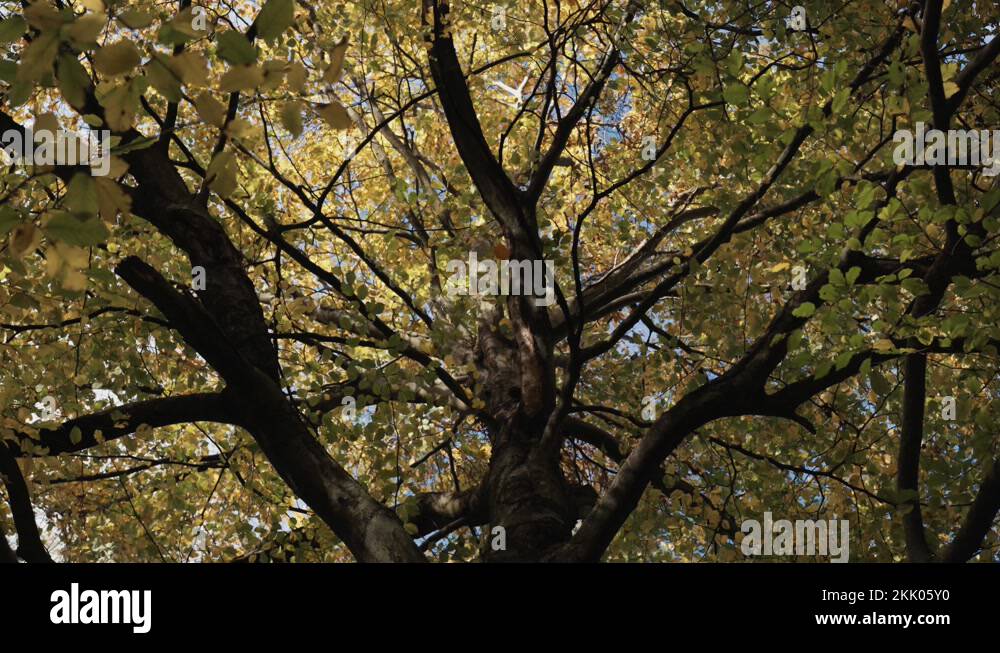 Tree canopy background Stock Videos & Footage - HD and 4K Video Clips ...