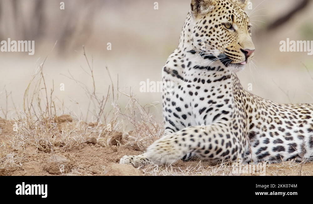 Leopard laying down Stock Videos & Footage - HD and 4K Video Clips - Alamy