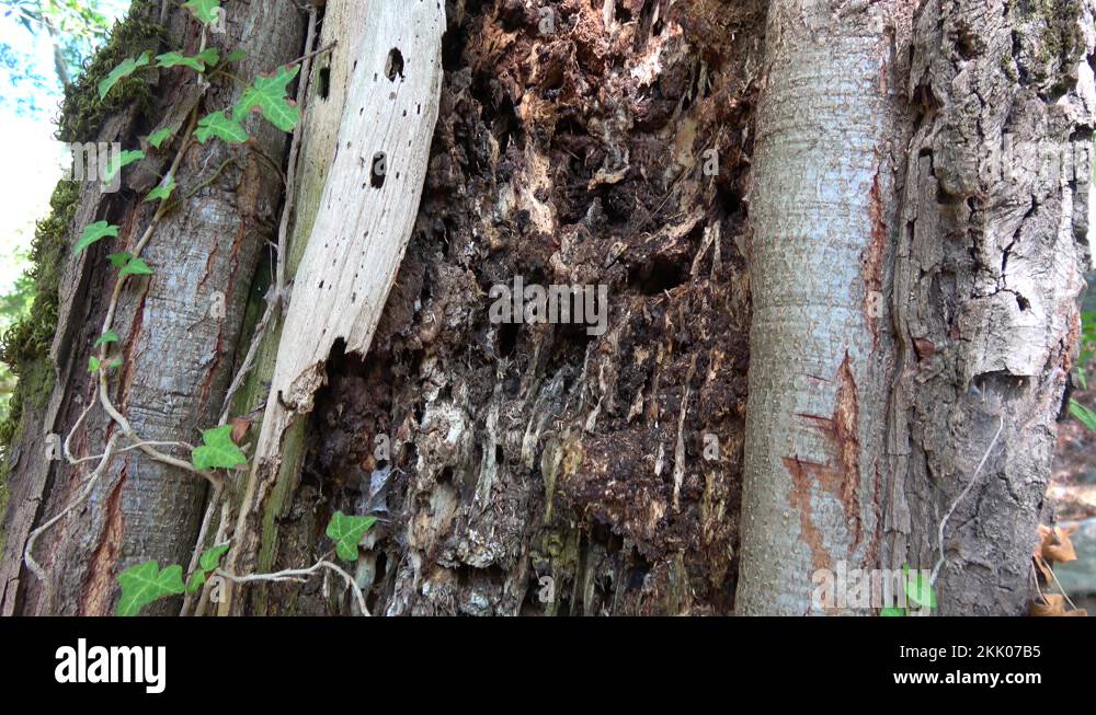 Inside trunk Stock Videos & Footage - HD and 4K Video Clips - Alamy