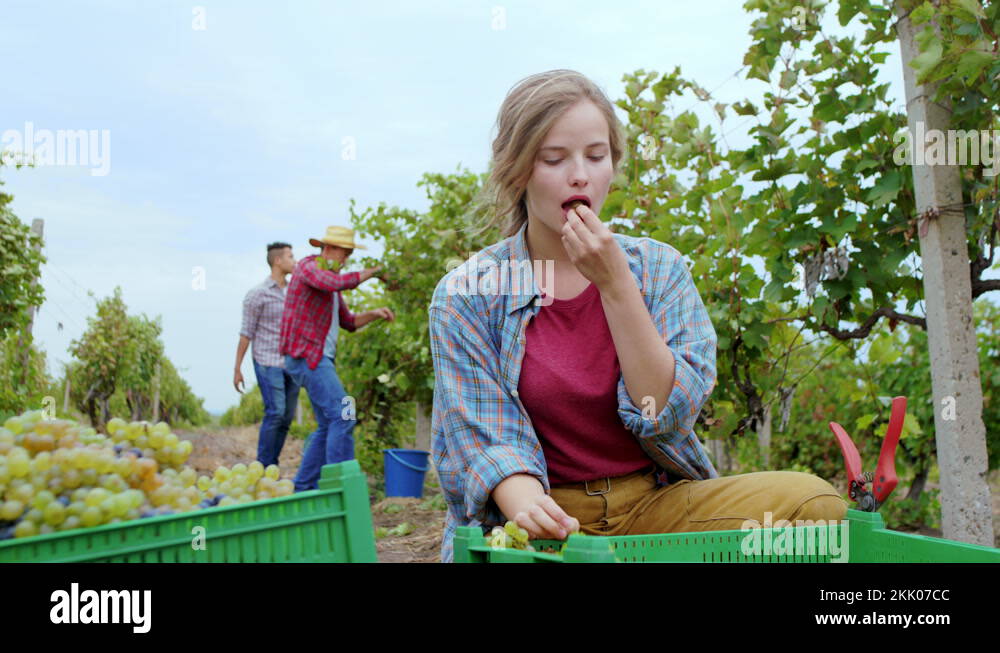Our lady of the grape harvest Stock Videos & Footage - HD and 4K Video ...