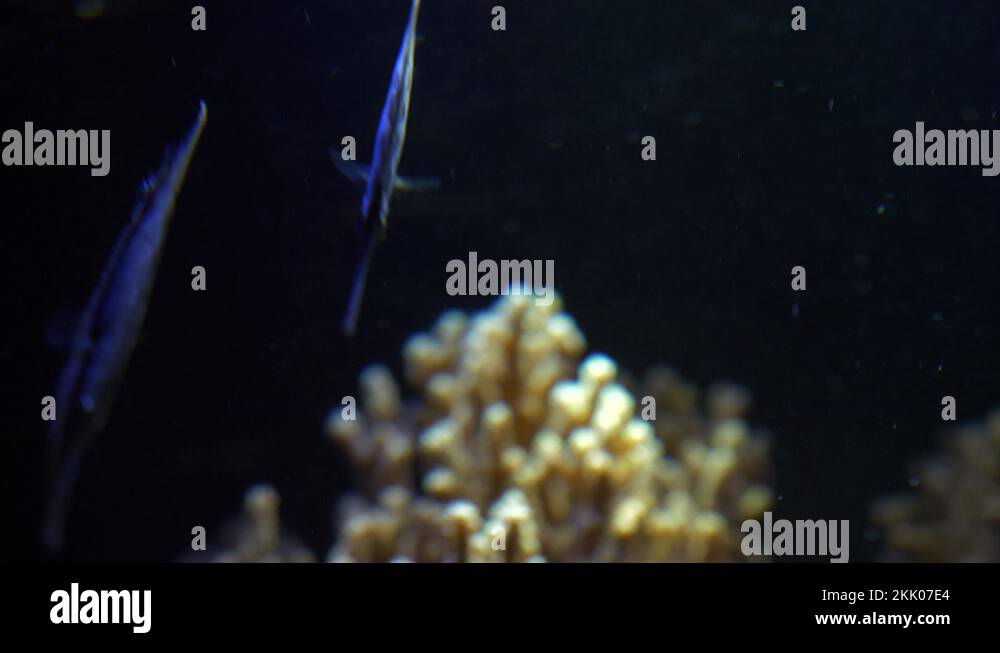 Exotic fish feeding on the coral with their tail fin pointing upward ...