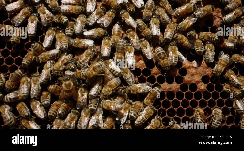 Busy insects Stock Videos & Footage - HD and 4K Video Clips - Alamy