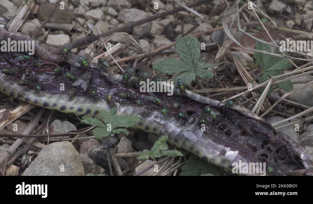 Life and decay Stock Videos & Footage - HD and 4K Video Clips - Alamy