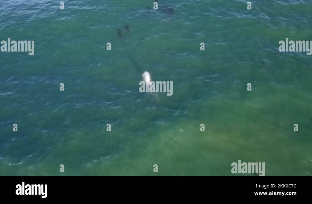 Humpback whale coming to ocean surface for breathing, then going back ...