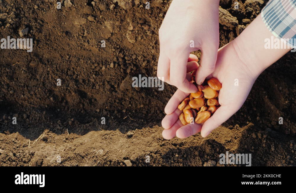 Grain planting garden Stock Videos & Footage - HD and 4K Video Clips ...