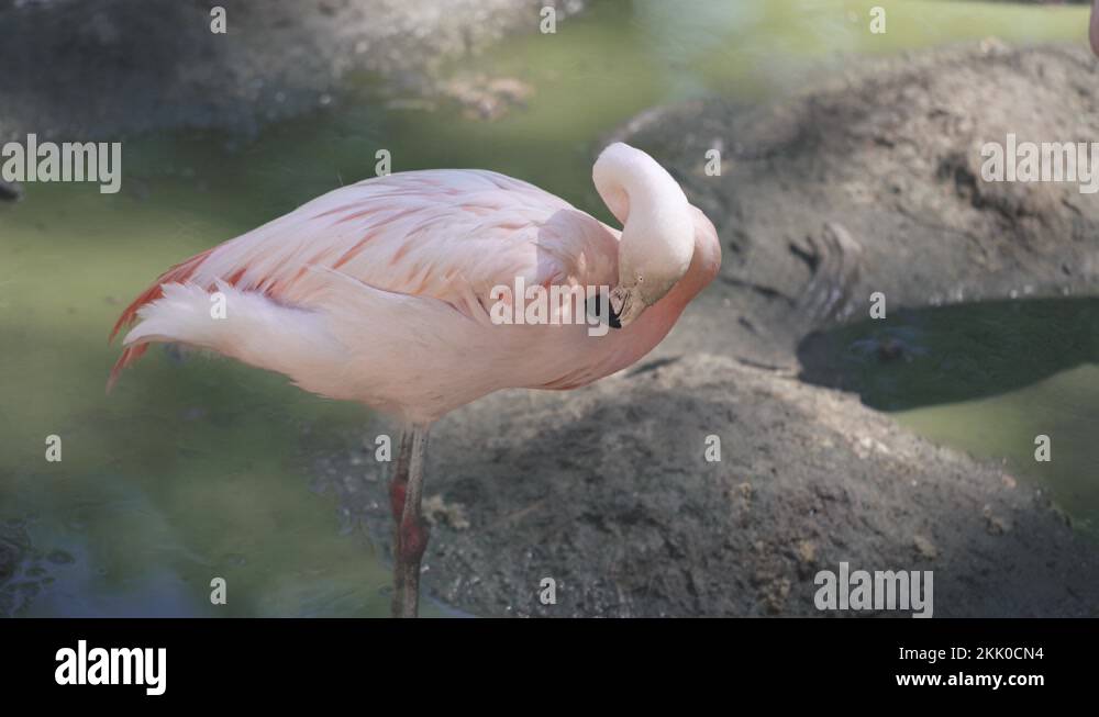 Iconic beak Stock Videos & Footage - HD and 4K Video Clips - Alamy