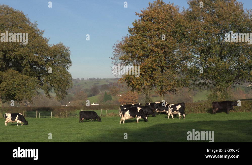 Farm animals uk Stock Videos & Footage - HD and 4K Video Clips - Alamy