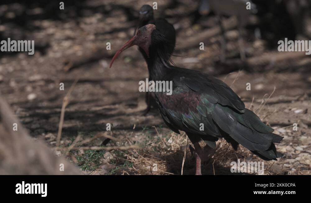 A rare Northern bald ibis is walking away, bird preservation and ...