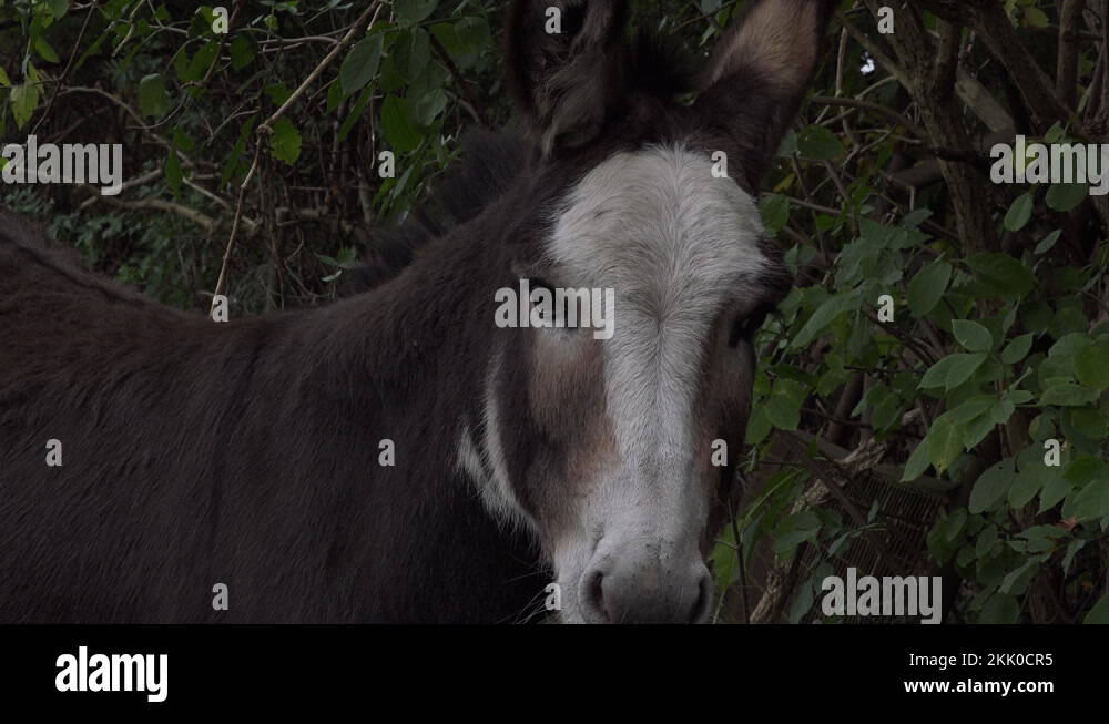 Donkey teeth Stock Videos & Footage - HD and 4K Video Clips - Alamy